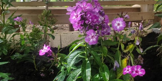 Pollinator Garden Tour / Event Calendar: Dalhousie University